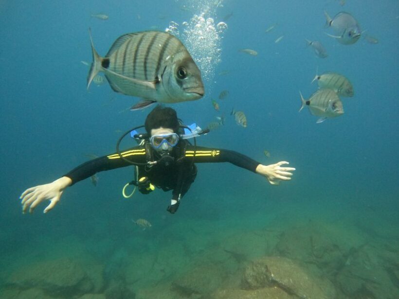 Tenerife: Beginners Scuba Dive Experience in Turtle Area - A Closer Look at the Itinerary