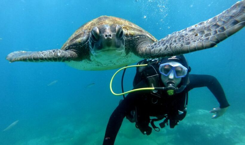 Tenerife: Beginners Scuba Dive Experience in Turtle Area - Who Will Enjoy This Tour?