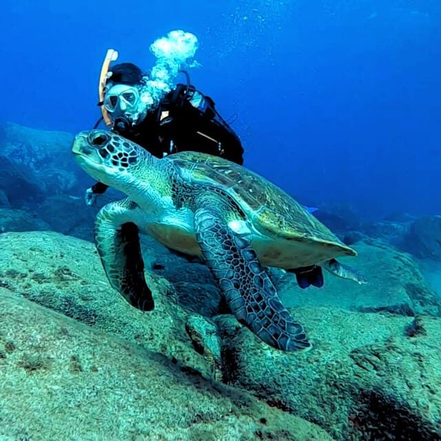 Tenerife: Beginners Scuba Dive Experience in Turtle Area - Final Thoughts: Is This the Tour for You?