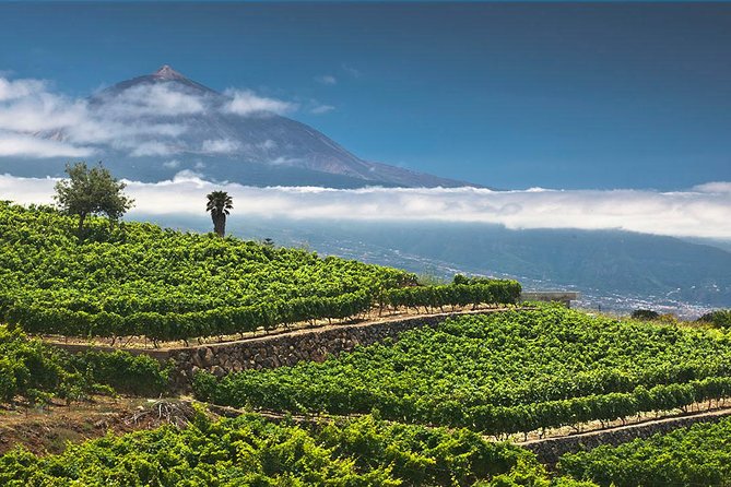 Tenerife Bodegas Monje Winery Tour With Wine and Cheese Tasting - Exploring Tenerifes Viticulture Tradition