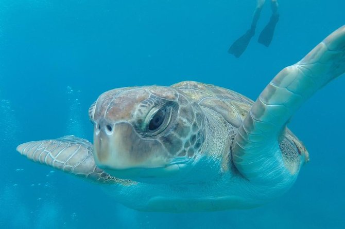 Tenerife by Kayak Adventure in Small Group - Wildlife Encounters: Dolphins and Turtles