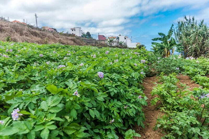 Tenerife: Canary History and Color Potatoes - Tasting the Organic, Colorful Potatoes