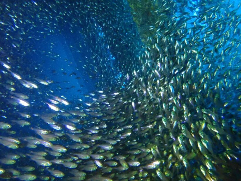 Tenerife: Costa Adeje Private Diving Lesson Experience - The Sum Up