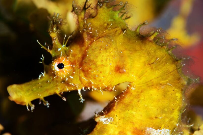 Tenerife: Discover Scuba Diving with Free Photos - Frequently Asked Questions (FAQs)