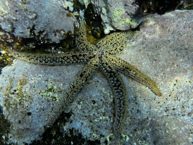 Tenerife : Diving License in one day - The Experience: From Classroom to Reef