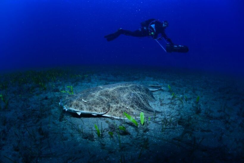 Tenerife: Diving w/ Underwater Scooter (DPV) - Introducing the Underwater Scooter Experience in Tenerife