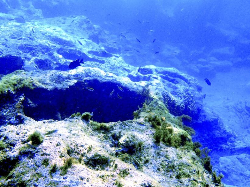 Tenerife Exclusive Snorkeling Trip with Marine Biologist - Key Points