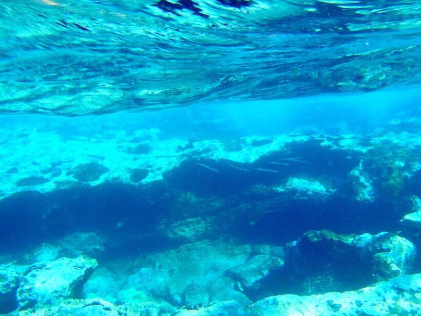 Tenerife Exclusive Snorkeling Trip with Marine Biologist - What to Expect from Your Tenerife Snorkeling Adventure