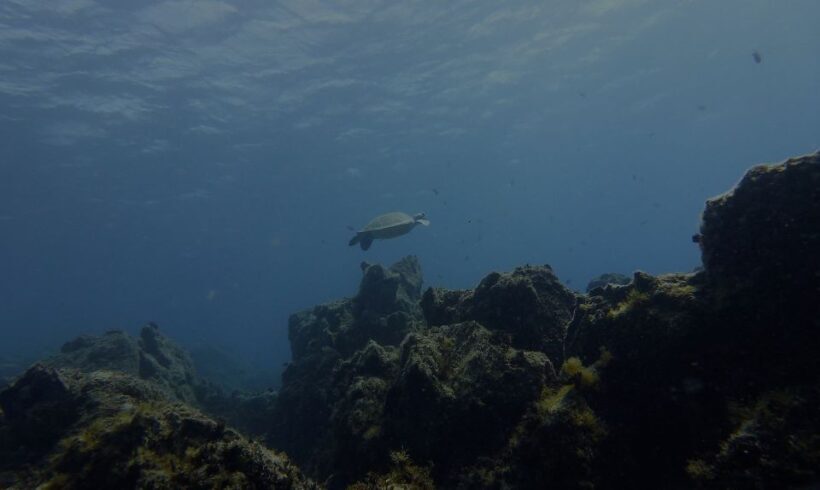 Tenerife Exclusive Snorkeling Trip with Marine Biologist - FAQ