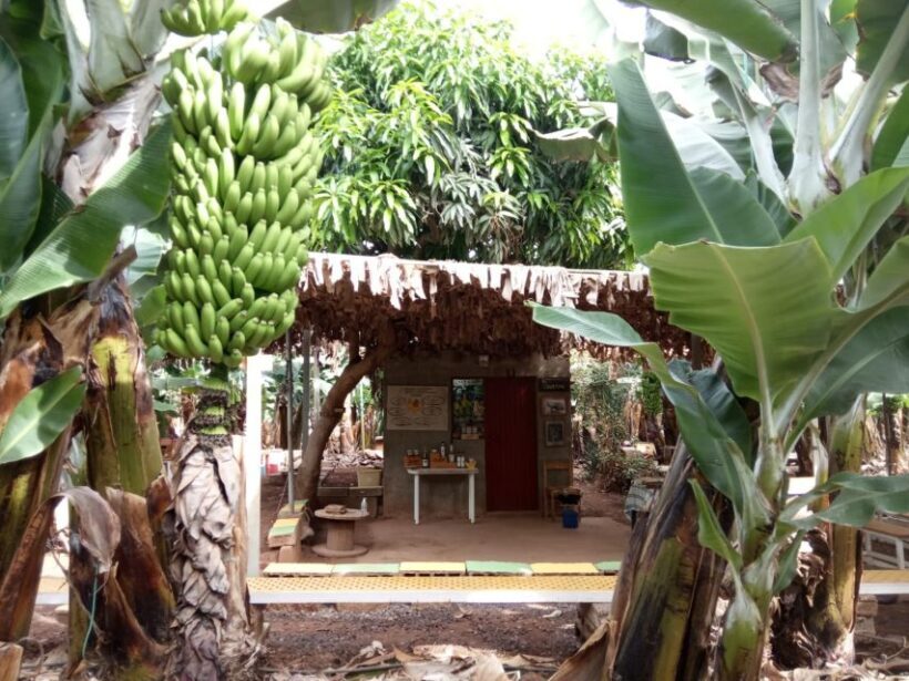 Tenerife: Finca Las Margaritas Banana Plantation Experience - Key Points