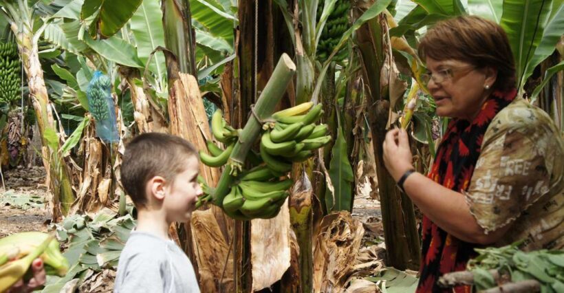 Tenerife: Finca Las Margaritas Banana Plantation Experience - An Overview of What to Expect