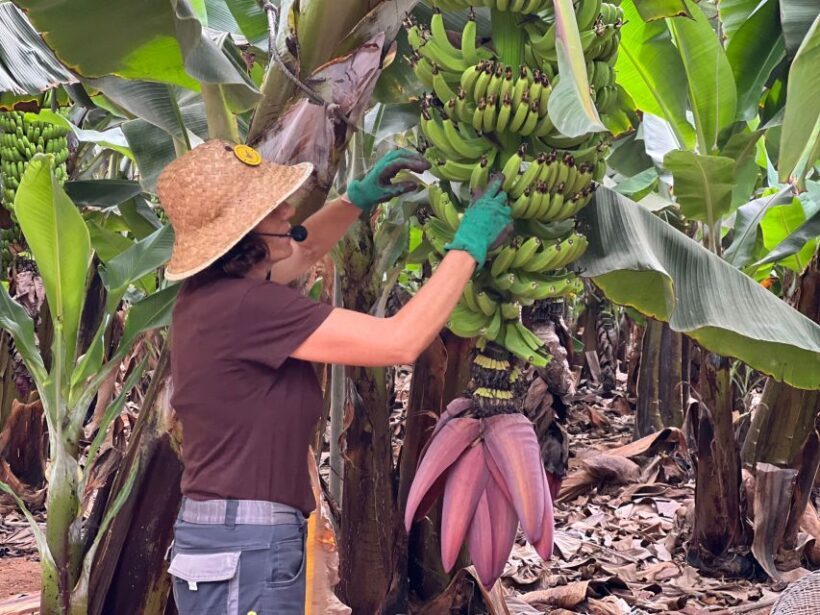 Tenerife: Finca Las Margaritas Banana Plantation Experience - Authenticity and Family Friendly Vibe
