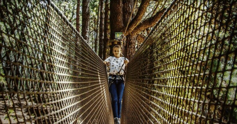 Tenerife: Forestal Park Tenerife Entry Ticket - Key Points