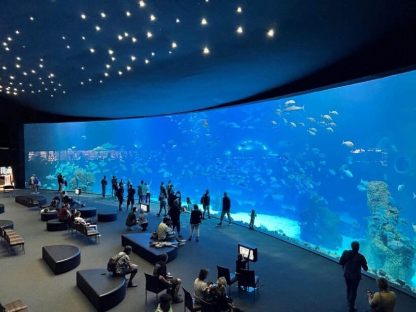 Tenerife: Gran Canaria Full-Day Guided Tour with Aquarium - Who This Tour Is Best For