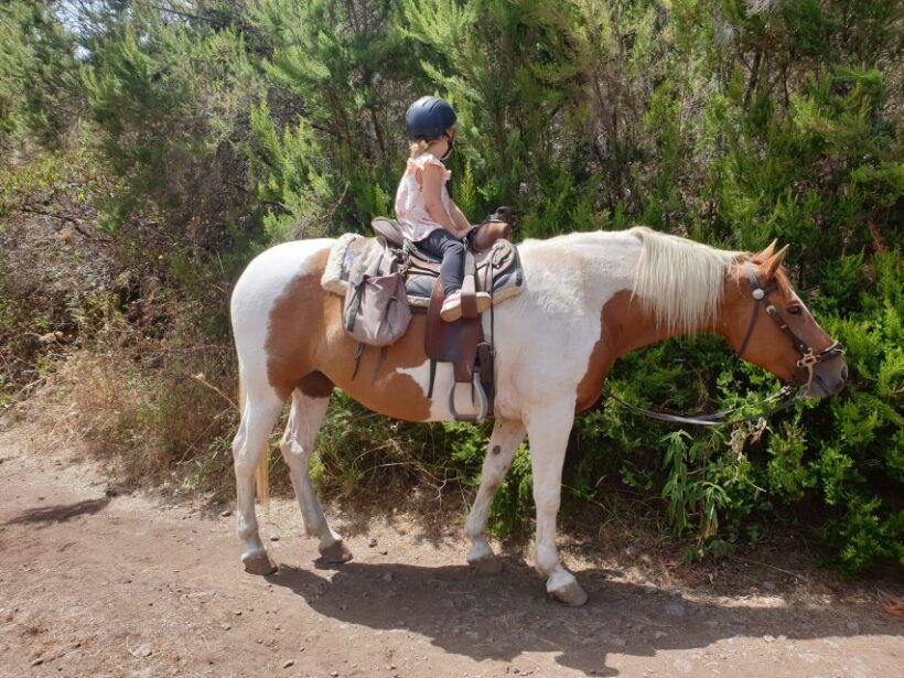 Tenerife: Guided Horseback Riding Tour to the Lomo Forest - Who Is This Tour Perfect For?