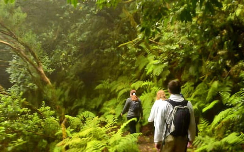Tenerife: Guided tour guide in the Anaga Rural Park - Exploring Tenerife’s Anaga Rural Park: A Natural Sanctuary