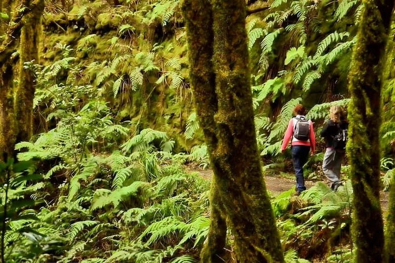 Tenerife: Guided tour guide in the Anaga Rural Park - Practical Details: What You Need to Know