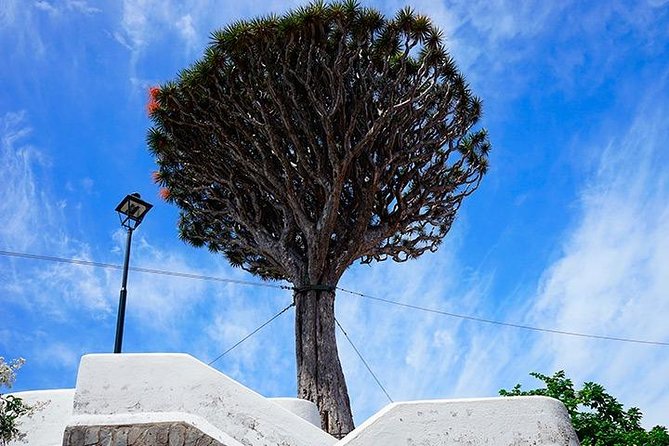 Tenerife Highlights Full-Day Tour - Garachico: Historic Port Town