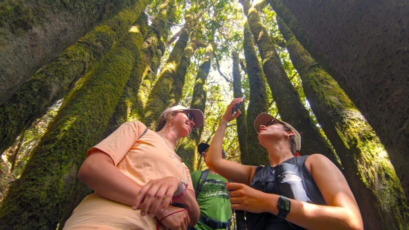 Tenerife: Hiking Tour Above Masca & Enchanted Forest - Who Should Book This Tour?