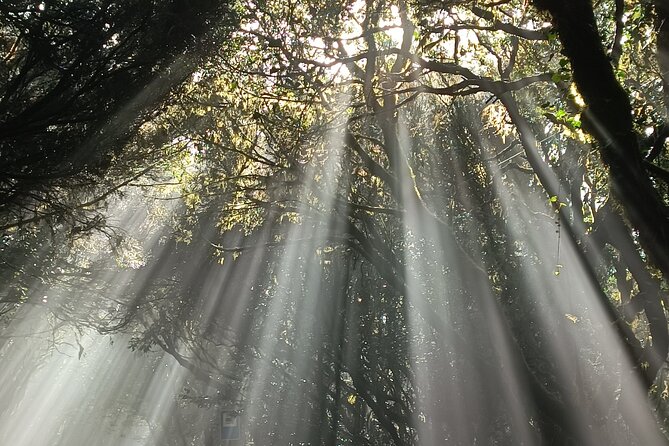 Tenerife: Hiking Tour in Anaga Mountains & Enchanted Forest - Diverse Landscapes and Unique Locations
