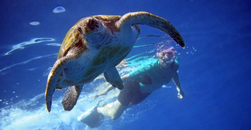 Tenerife: Kayak and Snorkel with Turtles, Wetsuits Included - Key Points
