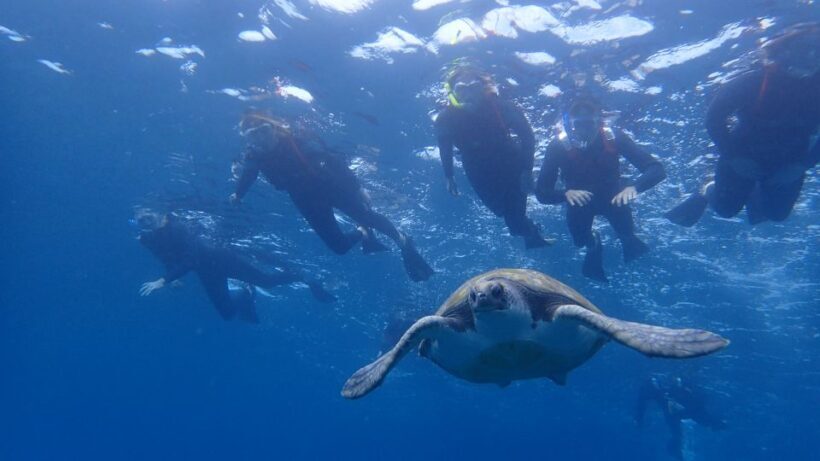 Tenerife: Kayak and Snorkel with Turtles, Wetsuits Included - Practical Tips for Future Participants