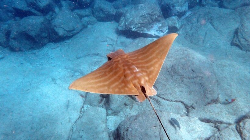 Tenerife: Kayak and Snorkel with Turtles, Wetsuits Included - Frequently Asked Questions