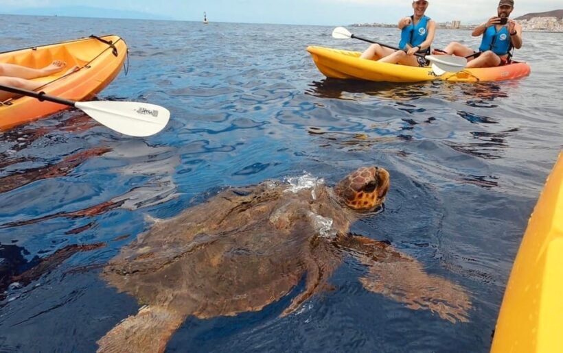 Tenerife: Kayak Safari and Sea Turtle Snorkeling with Photos - Authentic Encounters and Guest Insights