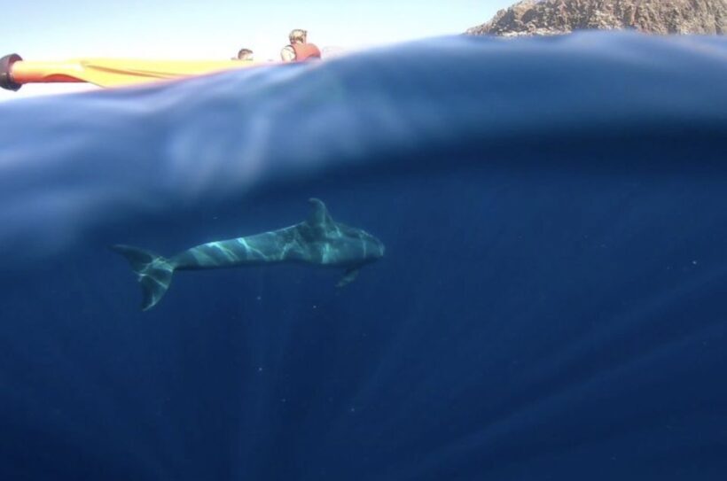 Tenerife: Kayak Safari and Sea Turtle Snorkeling with Photos - The Sum Up: Is It Worth It?