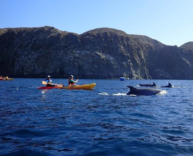 Tenerife: Kayak & Snorkel Tour with Snacks & Sea Life Safari - Key Points