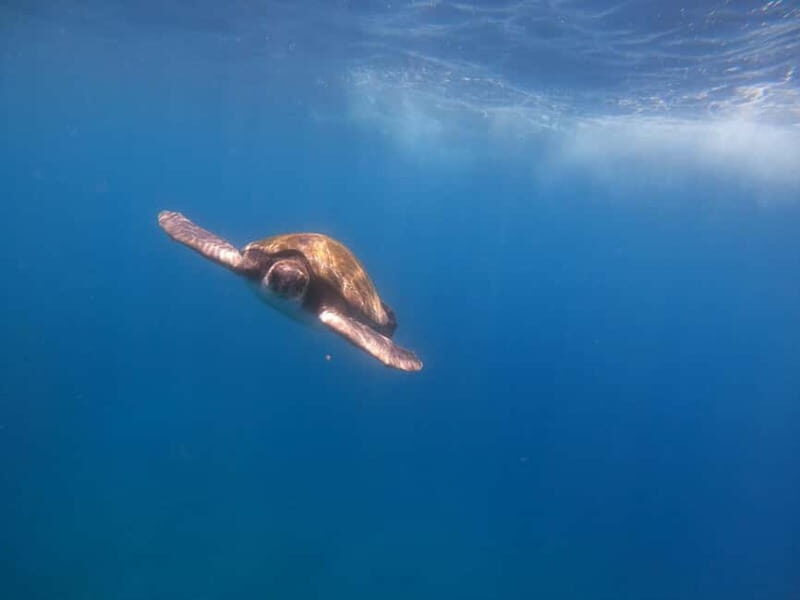 Tenerife: Kayak & Snorkel Tour with Snacks & Sea Life Safari - A Fun and Authentic Way to Experience Tenerife’s Marine Life