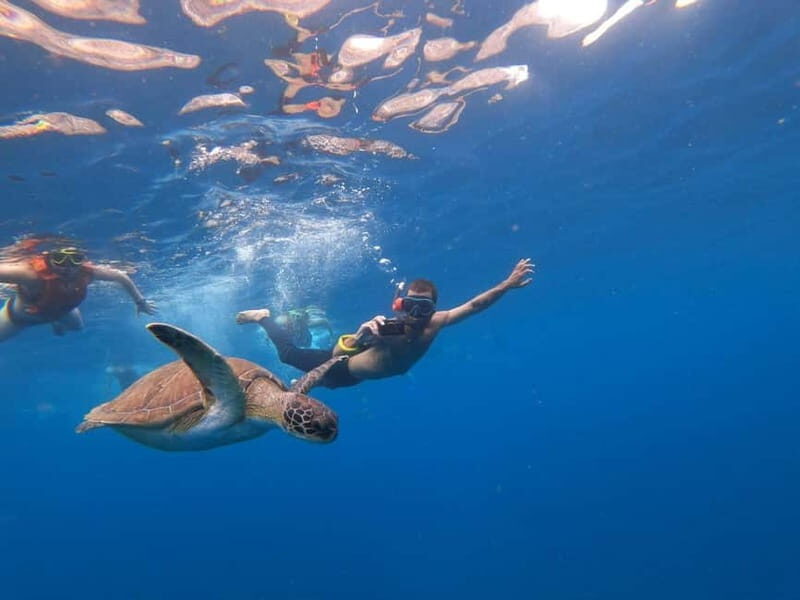 Tenerife: Kayak & Snorkel Tour with Snacks & Sea Life Safari - The Guides: Knowledgeable and Multilingual