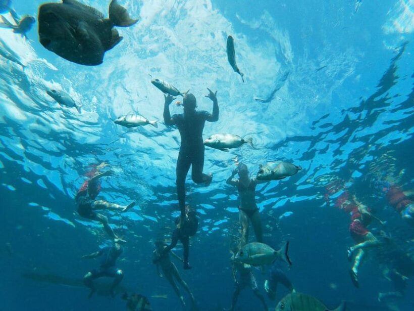 Tenerife: Kayak & Snorkeling, Marine Fauna Watching - What’s Included and What You Should Bring