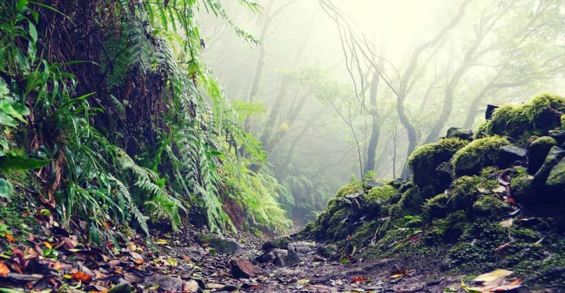 Tenerife: La Laguna & Anaga hike - What to Expect from the Tenerife La Laguna & Anaga Hike