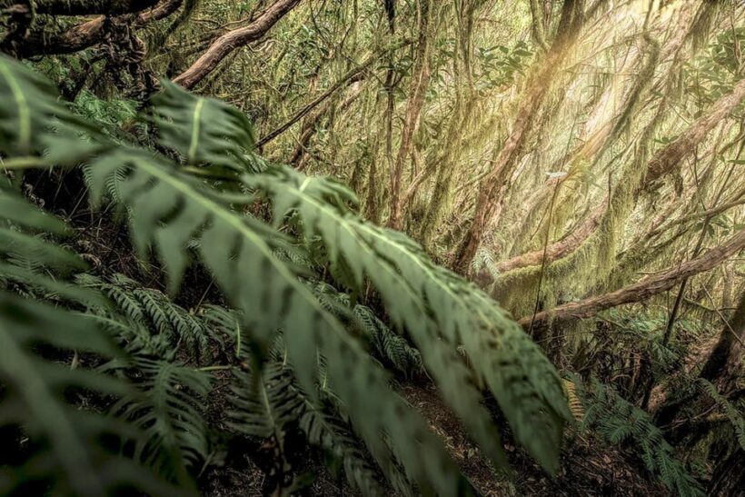 Tenerife: Landscape photography, coaching workshops 5 hrs. - Final Thoughts: Worthwhile for Aspiring and Amateur Photographers