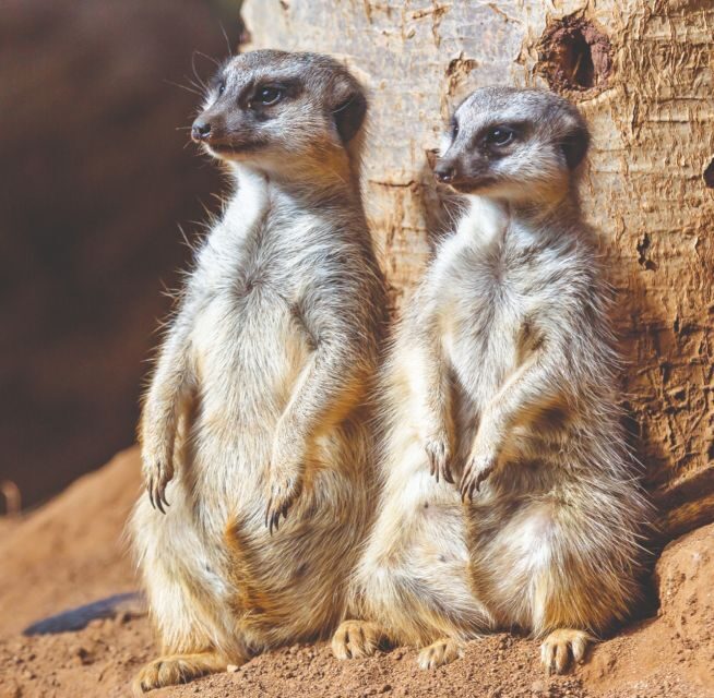 Tenerife: Loro Parque Entry Ticket - Introduction