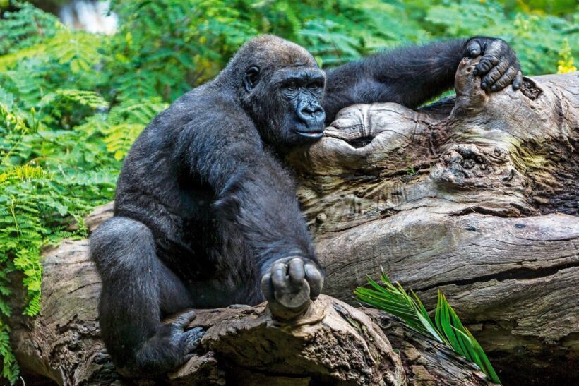 Tenerife: Loro Parque Entry Ticket - The Sum Up