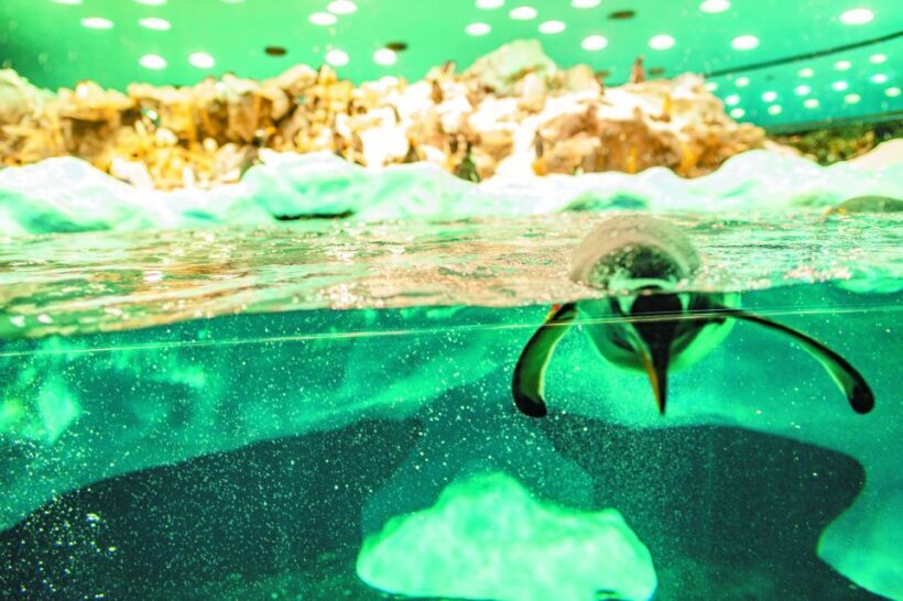 Tenerife: Loro Parque & Siam Park Entry Ticket with Transfer - Practical Tips for Travelers