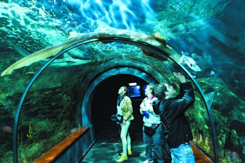 Tenerife: Loro Parque & Siam Park Entry Ticket with Transfer - Authentic Experiences from Reviews