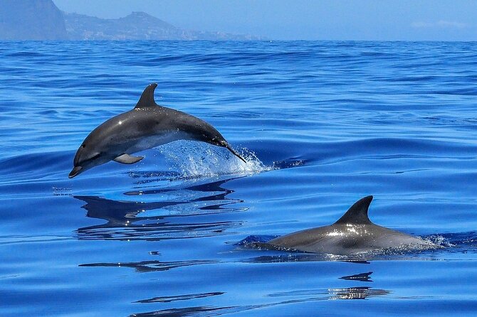Tenerife Los Cristianos: Whale and Dolphin Eco-Yacht and Swim Stop - Cancellation and Rescheduling Policies