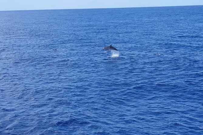 Tenerife Los Cristianos: Whale and Dolphin Eco-Yacht and Swim Stop - Positive Feedback From Customers