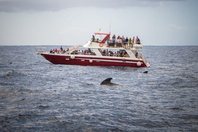 Tenerife Los Cristianos: Whale and Dolphin Eco-Yacht and Swim Stop - Mixed Reviews and Notable Experiences