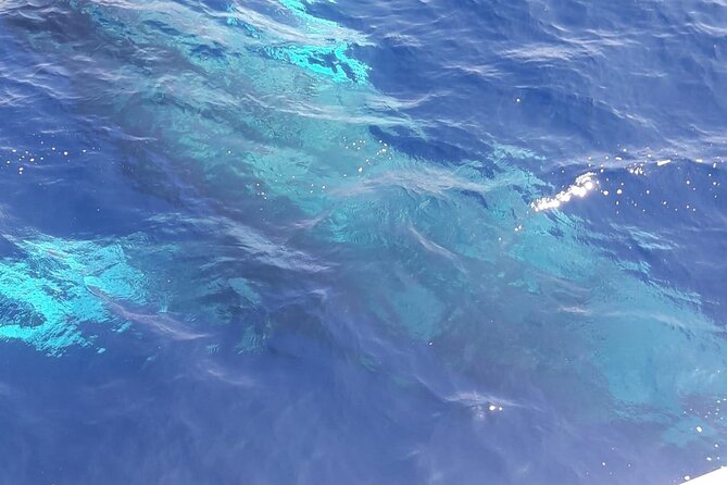 Tenerife Los Cristianos: Whale and Dolphin Eco-Yacht and Swim Stop - Highlights and Crew Commendations