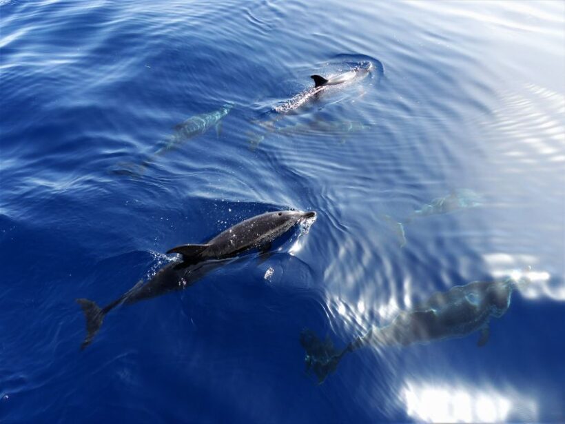 Tenerife: Los Gigantes Whale Watching Cruise by Sail Boat - What Could Be Improved
