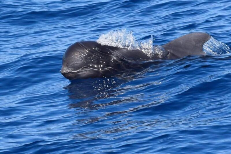 Tenerife: Luxury Private Whale & Dolphin Watching Tour - What the Price Reflects