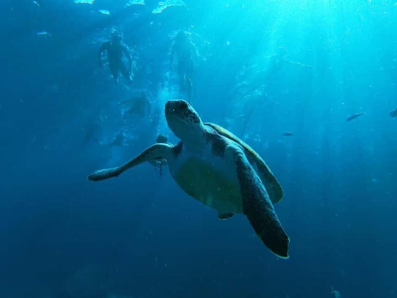 Tenerife: Palm-Mar Double Kayak Rental with Snorkel Gear - Final Thoughts