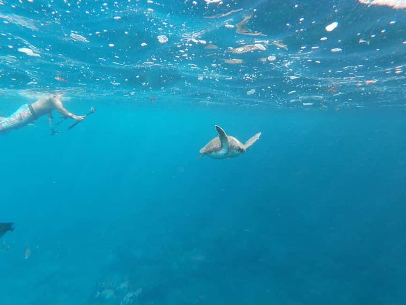 Tenerife: Palm-Mar Double Kayak Rental with Snorkel Gear - FAQ