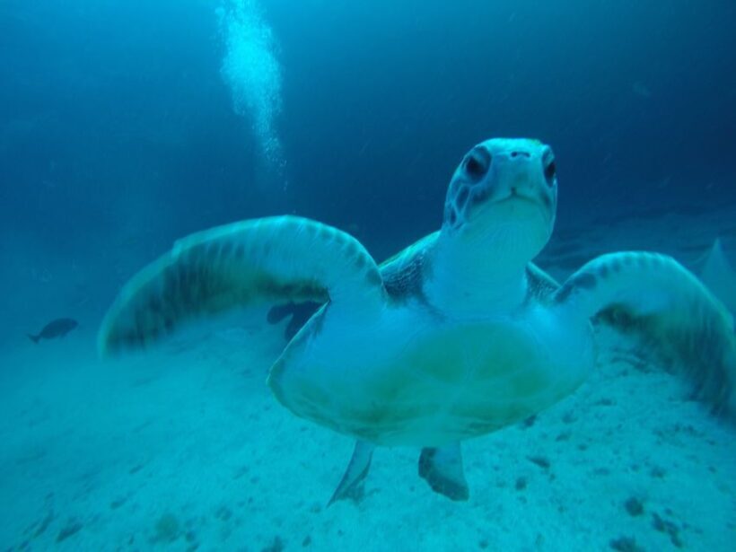 Tenerife : Private Dive for Beginners from a Boat - What to Expect on the Day
