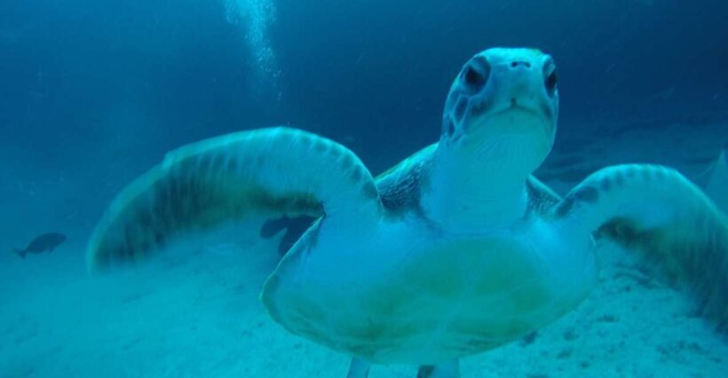 Tenerife : Private Dive for Beginners from a Boat - FAQ