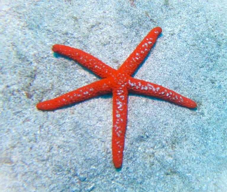 Tenerife: Private Scuba DivingCertified Instructor & Photos - What Makes This Tour Stand Out?
